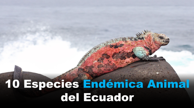 10 especies endémica Animal del Ecuador - Frente Ecuador