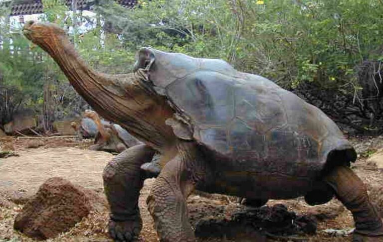 10 especies endémica Animal del Ecuador - Frente Ecuador